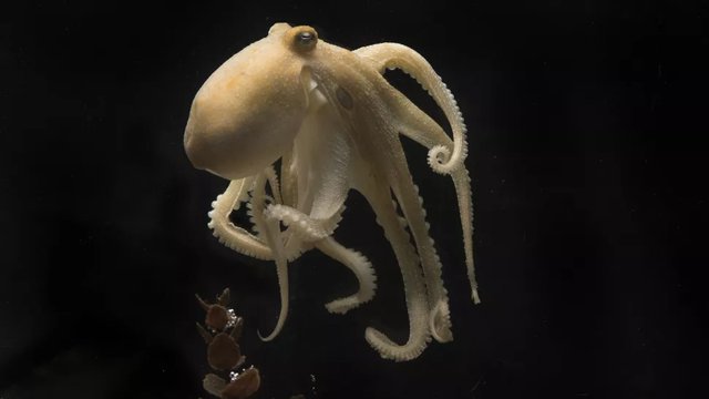 Octopuses Torture And Eat Themselves After Mating – My Blog